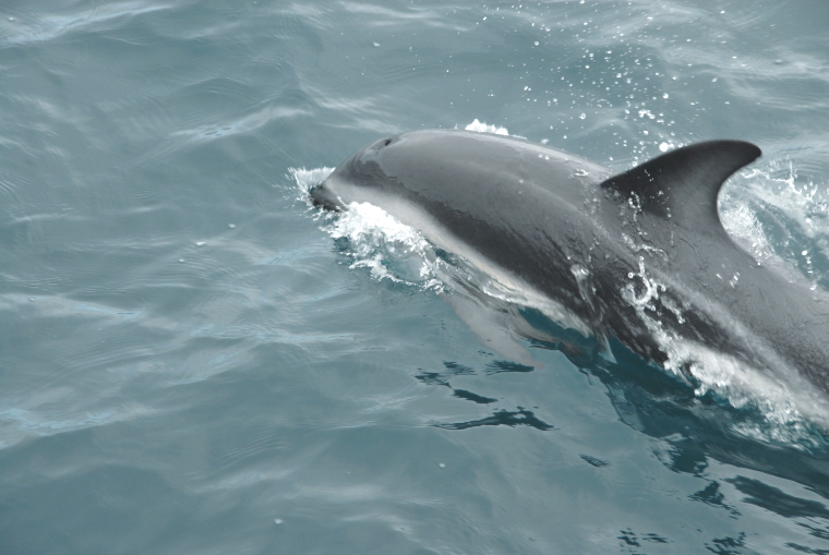 A Common Dolphin wake-surfing, Milford Sound, New Zealand