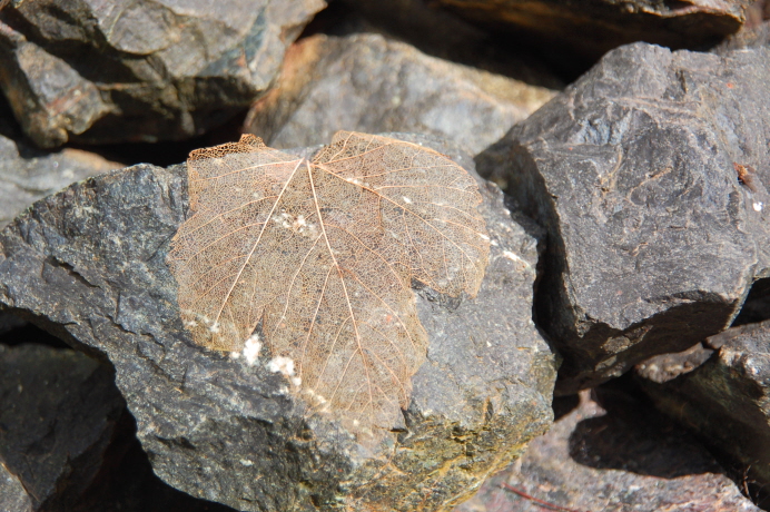 Sycamore skeleton leaf lying on sunny rocks