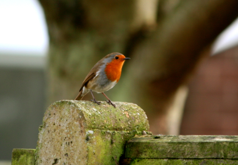 Robins are one of the most inquisitive garden birds