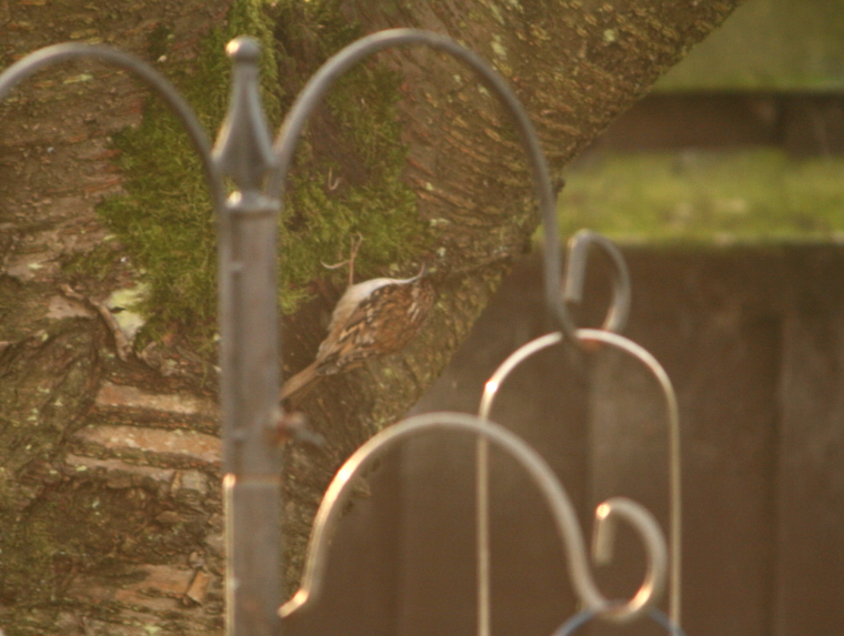 How to Feed Garden Birds All Year Round – Seasonal Bird Feeding Guide