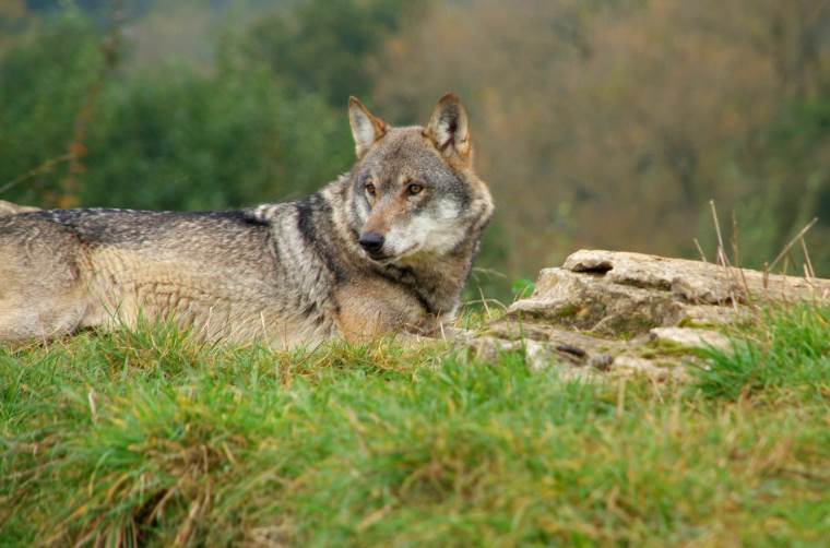 Wold lying at rest in grass near a rock at UK Wolf Conservation Trust