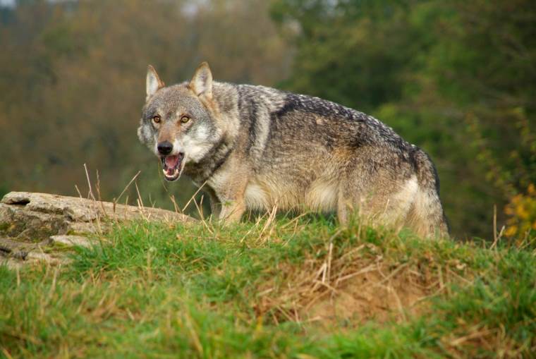 European wolf yawning on a hillock, Wolf Conservation Trust, UK