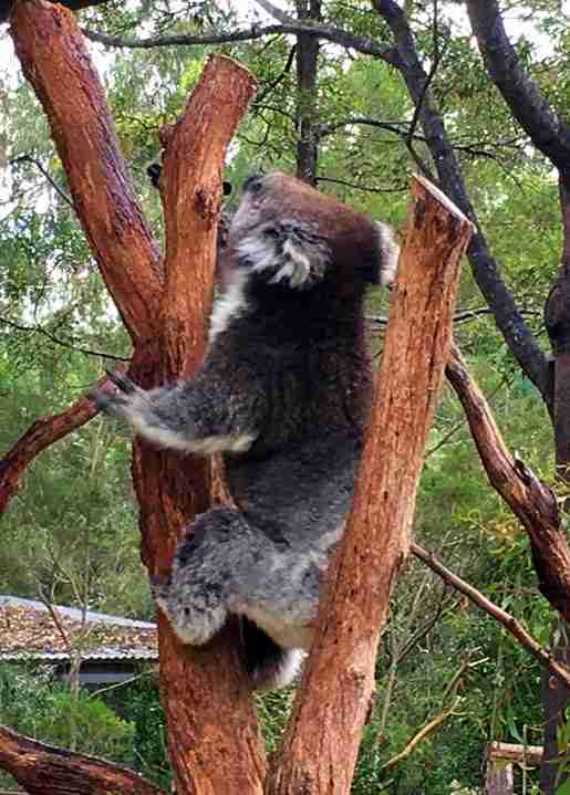 Cute koala climbing a tree at an Australian wildlife park