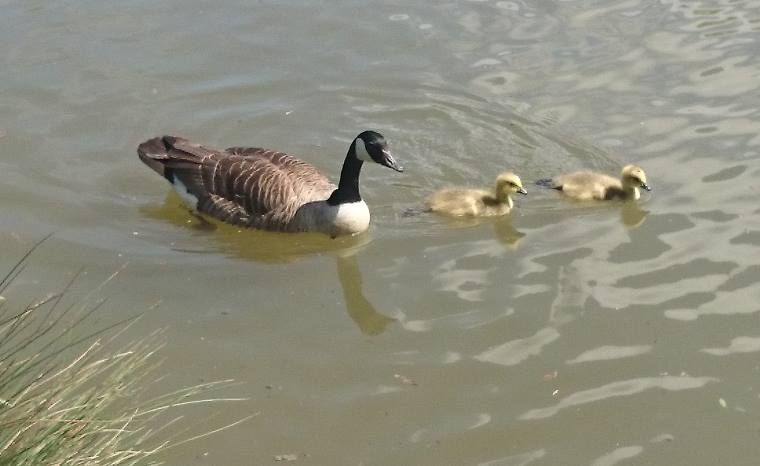 Duck Feeding Guide – How to Feed Wild Ducks & Geese Responsibly