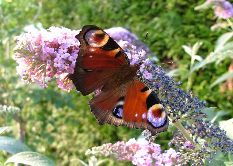 Butterfly Growing at Home – Indoor Nature Fun for Kids