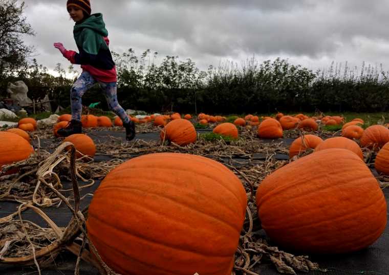 Pumpkins growing in a field, Northumberland, UK