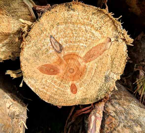 Patterns in the heartwood of a cut pine log