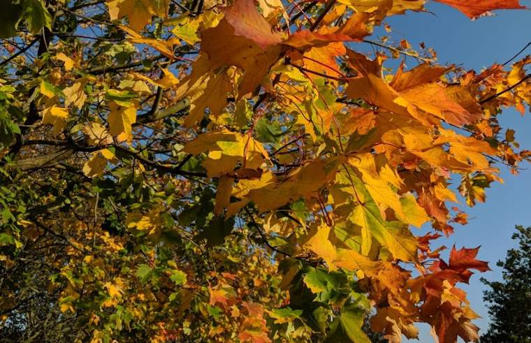 Gorgeous flame coloured autumn sycamore leaves